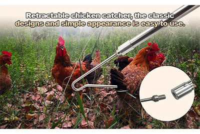Poultry Handling: The Role of the Chicken Catcher Leg Hook – Smarkey